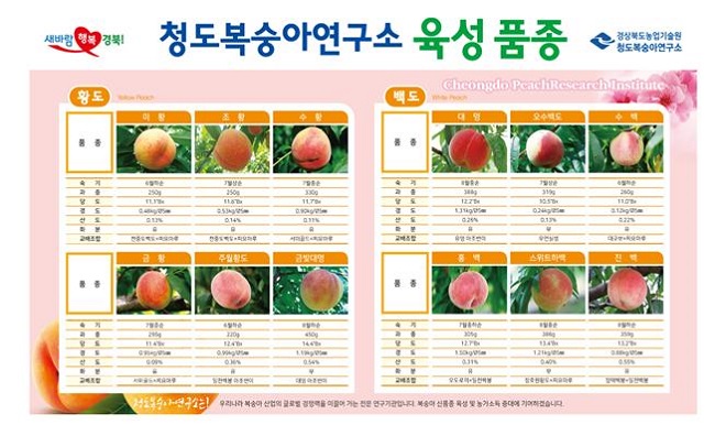 복숭아 품종 어떻게 선택해야 할까